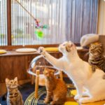 Cat Cafe Mikazuki｜Osaka Namba