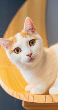 猫カフェ三日月｜難波の月と空がモチーフの猫カフェ