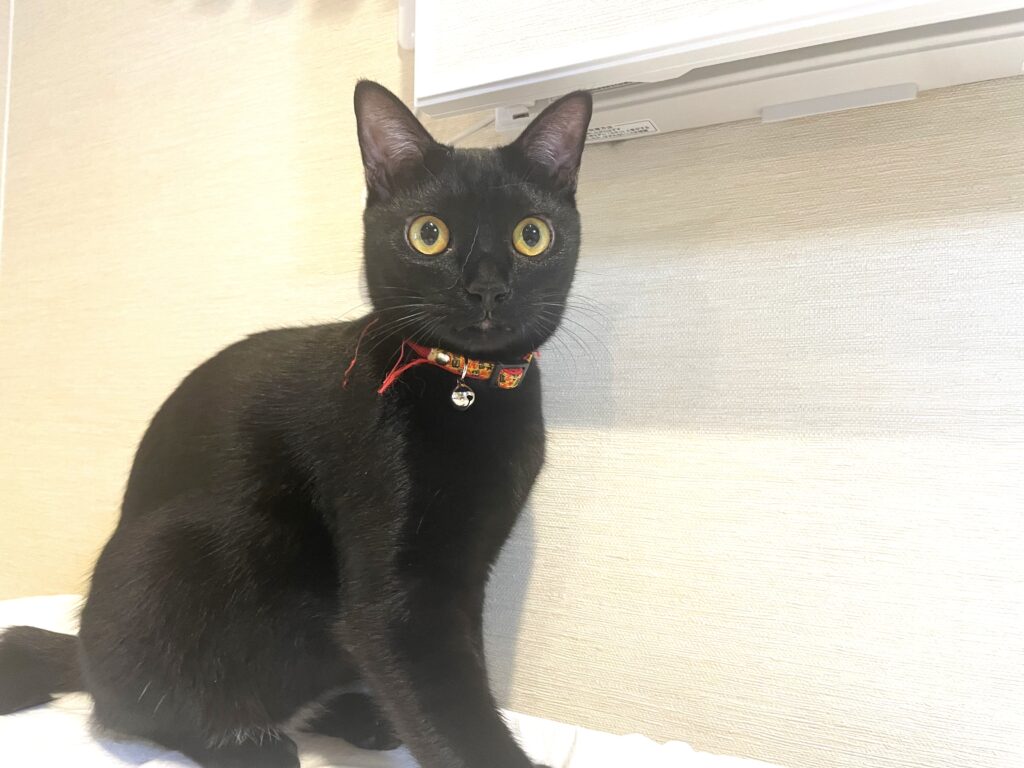 猫カフェ三日月｜難波の月と空がモチーフの猫カフェ