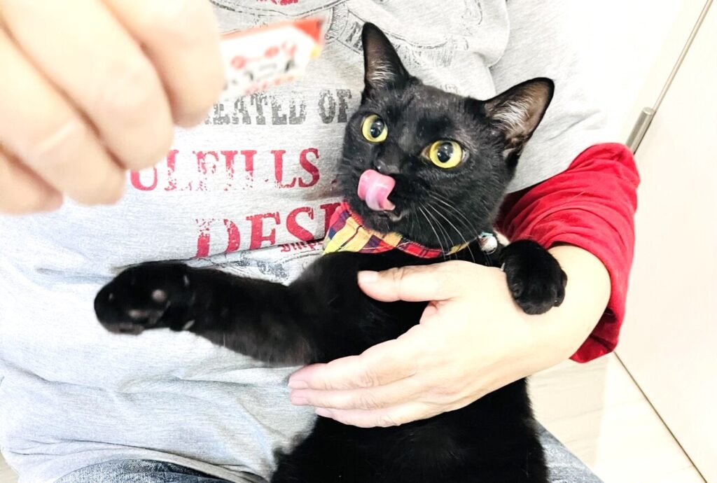 猫カフェ三日月｜難波の月と空がモチーフの猫カフェ