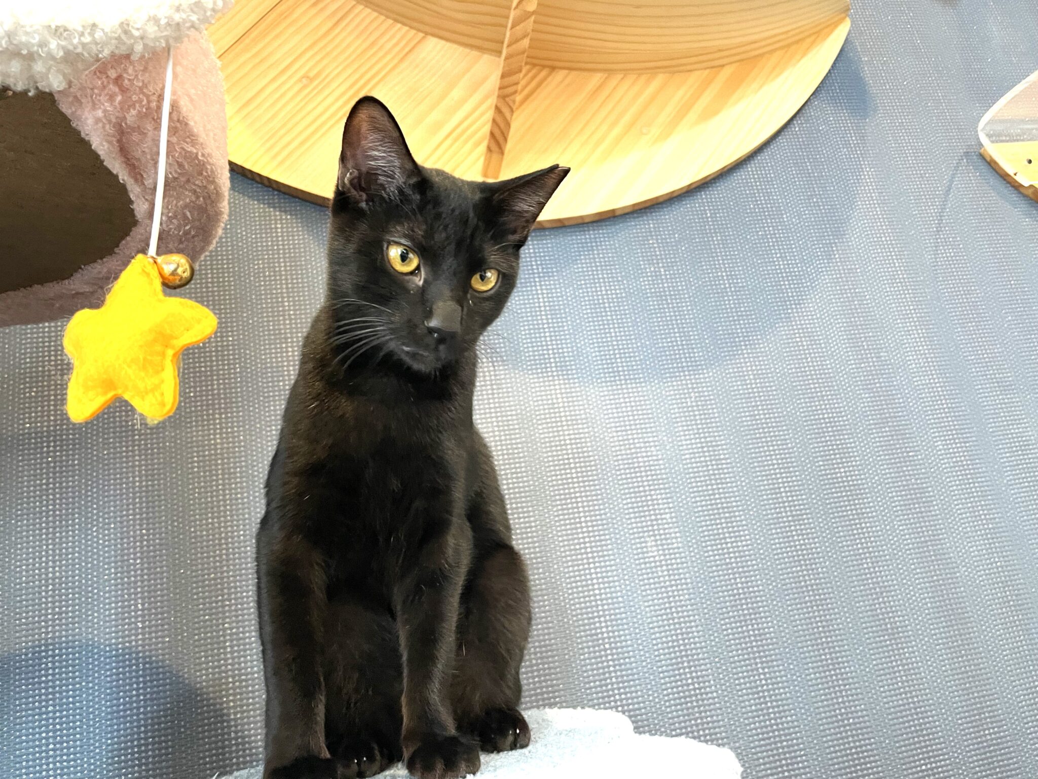 猫カフェ三日月｜難波の月と空がモチーフの猫カフェ